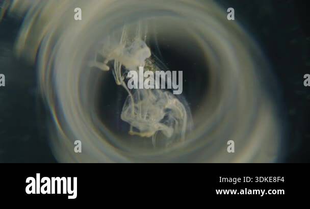 Defocused fume drop. Dye swirl. Yellow white steam liquid paint ...