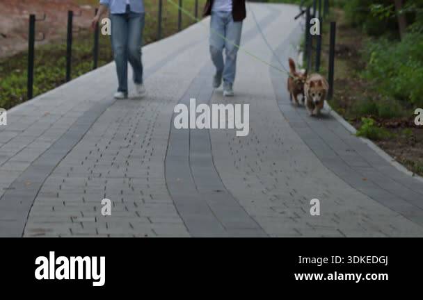 Couple walking cute dogs outdoors. Camera moving up and down Stock ...