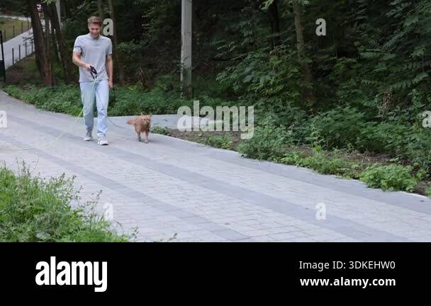 Young man walking his cute dogs outdoors. Camera moving right Stock ...