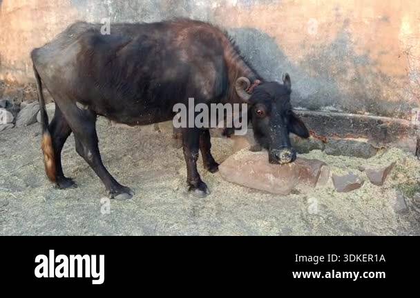 Domestic water buffalo in farmland Stock Video Footage - Alamy