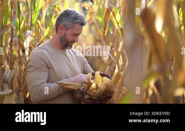 Farmer holding fresh corn during harvest. Man inspecting ripe maize cob ...