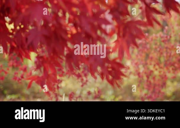 Autumn fall by golden nature. Fall nature colors. Golden fall movement ...