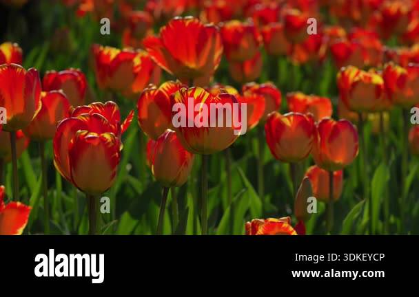 Spring banner. Tulips with vivid natural red colors. Red tulips ...