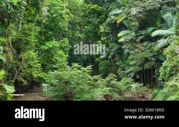 Drone footage captures the vibrant green canopy of the Daintree ...