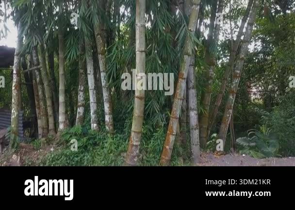 Tall shady palm trees Stock Videos & Footage - HD and 4K Video Clips ...