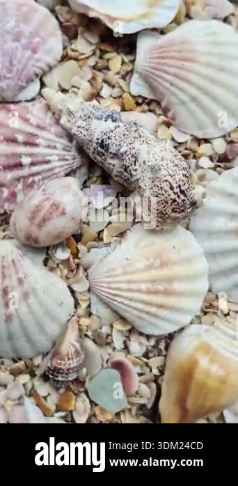 Diversity of shells Stock Videos & Footage - HD and 4K Video Clips - Alamy