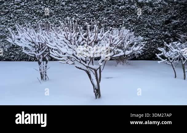 Neatly pruned ornamental shrubs blanketed in fresh snow, standing in a ...