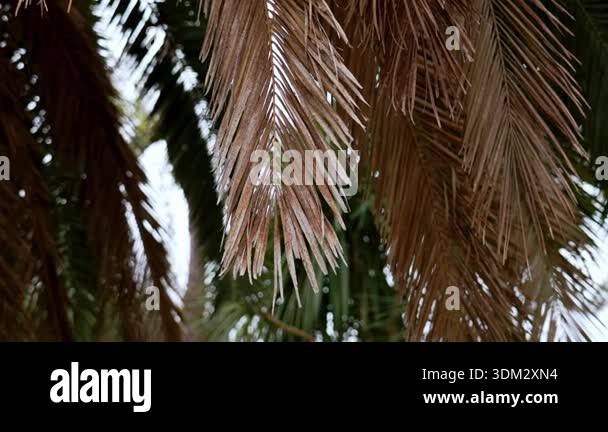 Dry brown palm fronds with narrow leaflets hanging from a tropical tree ...