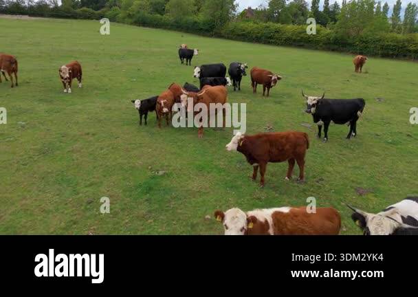 Cows in rural fields, cattle and livestock and farm animals in green ...