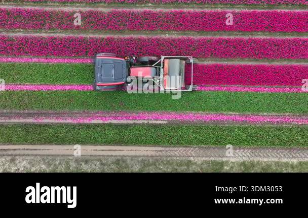 Tulip topping tractor in a filed of tulips during springtime seen from ...