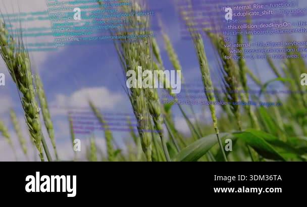 JavaScript code appearing left of wheat stalks swaying while overlays ...
