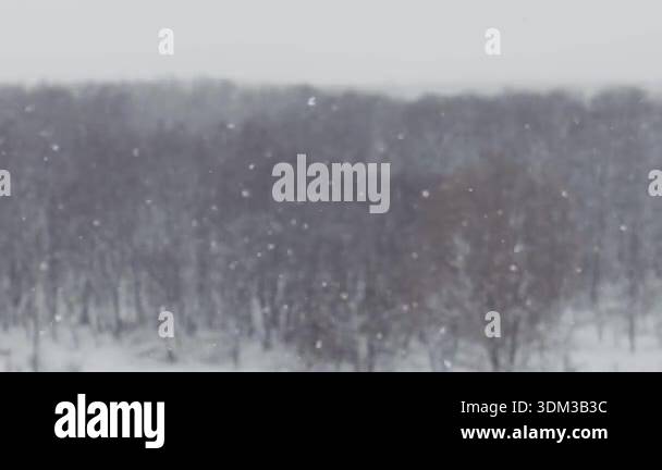 Heavy snow falls gently against a blurred background of a dense winter ...
