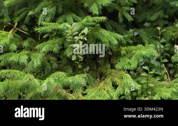 Beautiful pine tree growing in forest, closeup. Camera moving up Stock ...