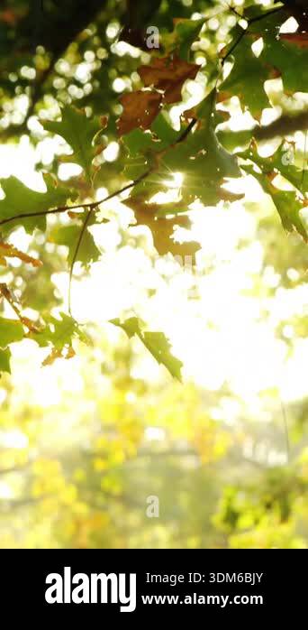 Animation of autumn leaves floating and falling against view of sun ...