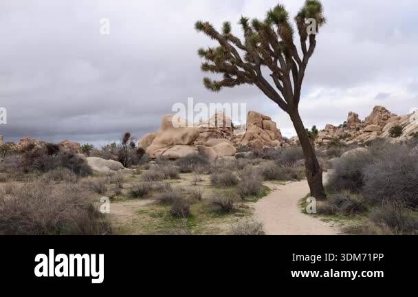 Panoramic View of Joshua Tree National Park Desert Landscape and Hiking ...