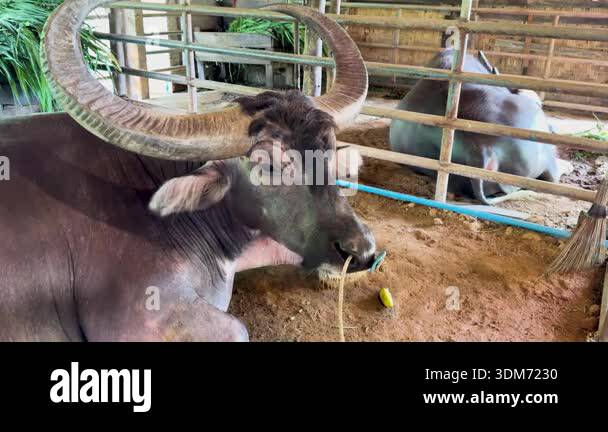 A water buffalo chews in a rustic enclosure at Phuket Old Farm Museum ...