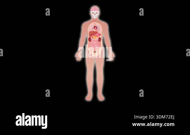 Animated sequence transitions from a full-body anatomical illustration ...