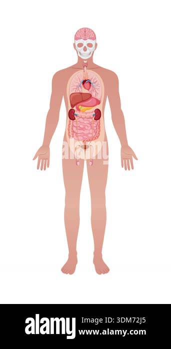 Animated transition from full human body to a detailed view of the ...