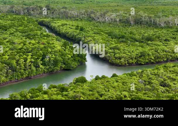 Drone glides above dense, vibrant rainforest canopy and winding river ...