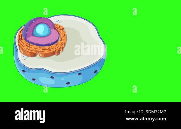 Animation illustrating animal cell anatomy with focus on centrioles ...