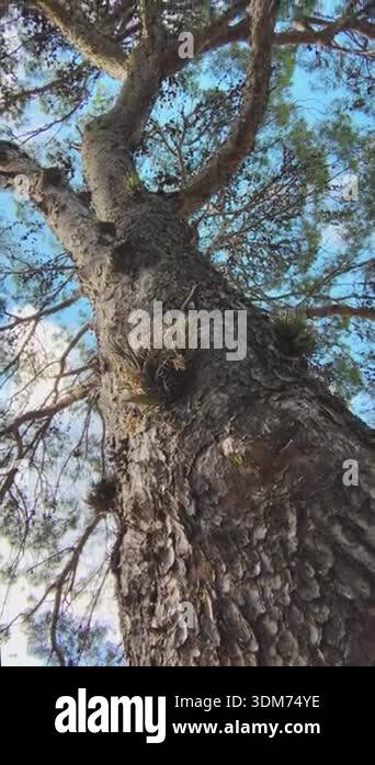 Big conifer tree low angle view videoLow angle view video of a tall ...