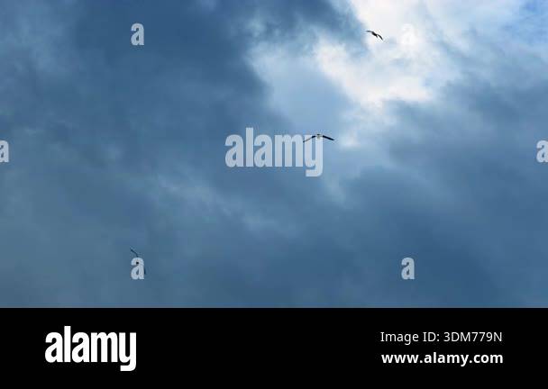 Birds fly in the cloudy sky over a natural landscape at dusk time ...