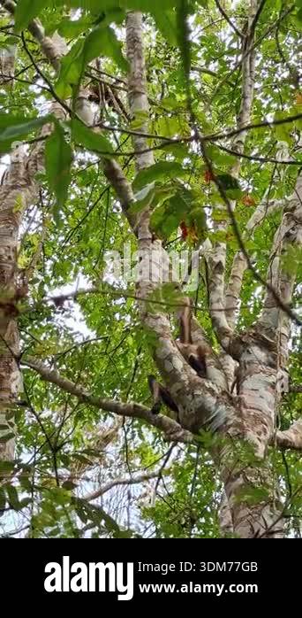 Monkeys climb by the tree branches in the woods. Watching wild animals ...