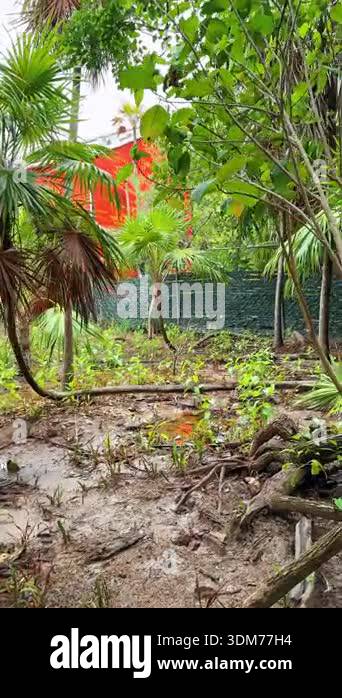 Walk among the tropical plants with visible roots. Little wild animals ...