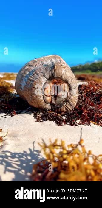 Dried coconut husk washed ashore on a beach. Close up. Yellow and brown ...