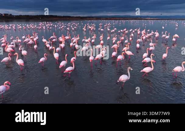 Flamingos gather in a shallow lagoon during the late afternoon sun ...