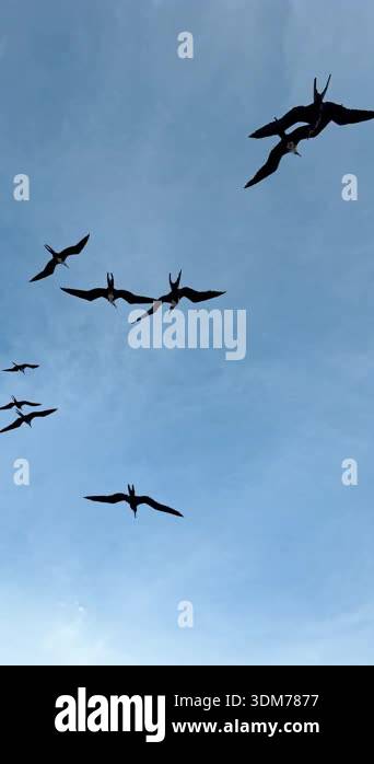Flying seabirds against clear blue sky. Seabirds captured in flight ...