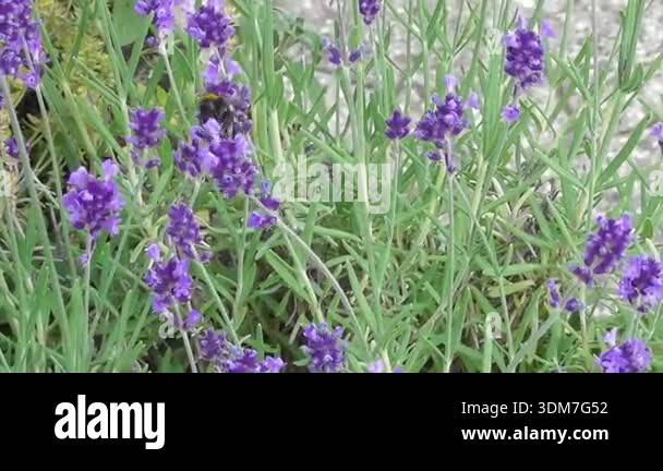 spring blooming lavender with insects Stock Video Footage - Alamy