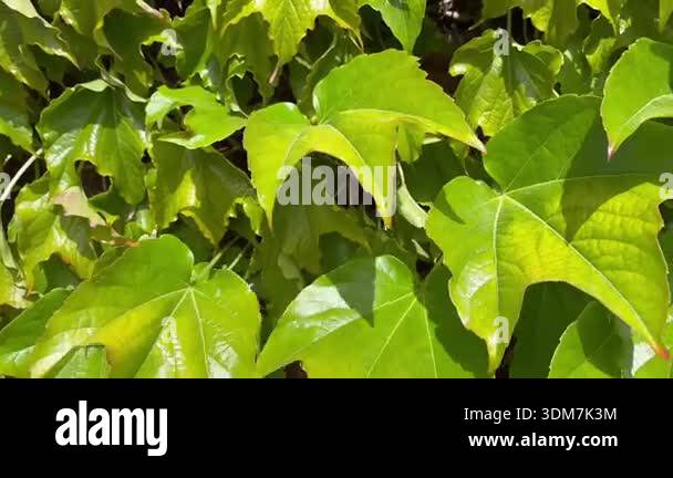 Botanical ivy leaves on light wall background. Green ivy leaves growing ...