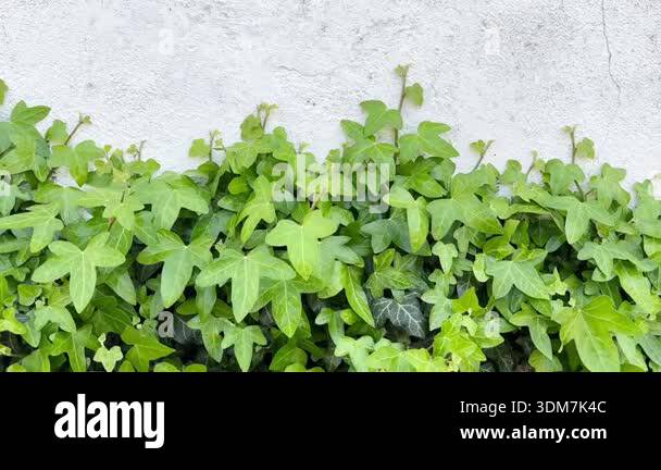 Fresh green ivy leaves natural background. Green climbing plant leaves ...