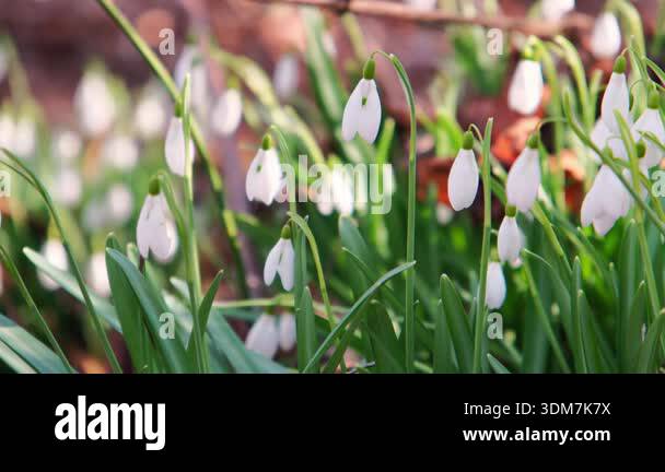 White Snowdrop Cluster In Woodland, Soft Morning Light On Drooping ...