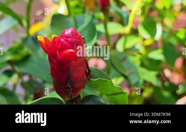 Fresh red ginger flower growing naturally in a tropical garden Stock ...