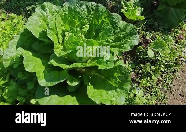 Fresh green Chinese cabbage growing in a home vegetable garden under ...