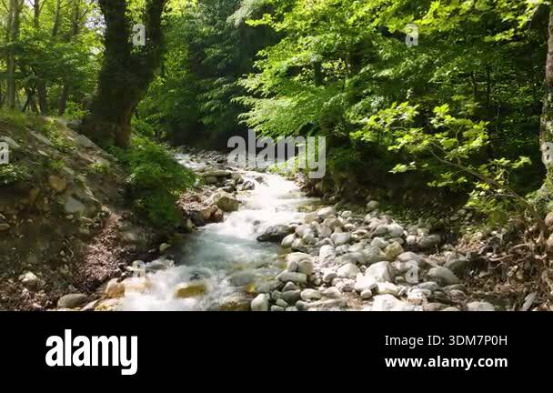 A footage of the river flowing through lush hornbeam forests. Clean ...