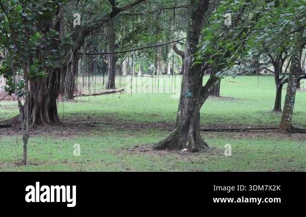 Royal Botanical Garden of Kandy Sri Lanka peradeniya. High quality 4k ...