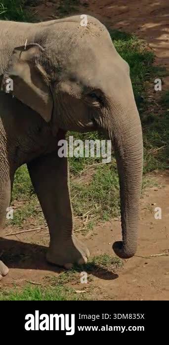 Asian elephant walking along grassy path, close side view highlighting ...