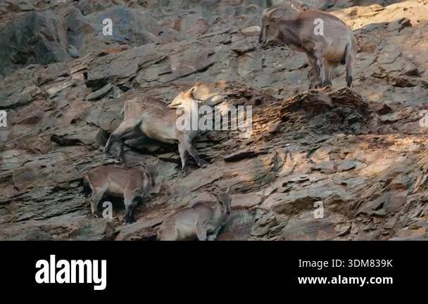 Group of mountain goats climbing a steep rocky cliff in natural light ...