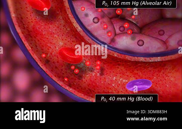 3d animation of oxygen diffusion during respiration showing alveoli gas ...