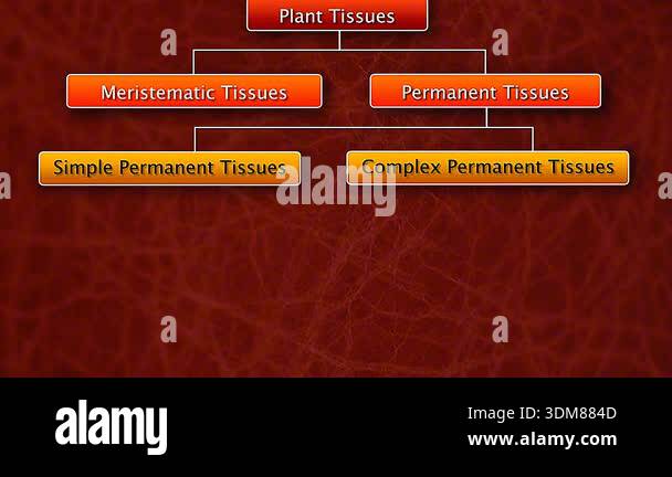 3d animation of plant tissues showing meristematic, permanent, dermal ...