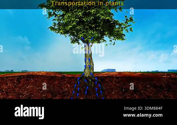3d animation of transportation in plants and animals showing xylem ...