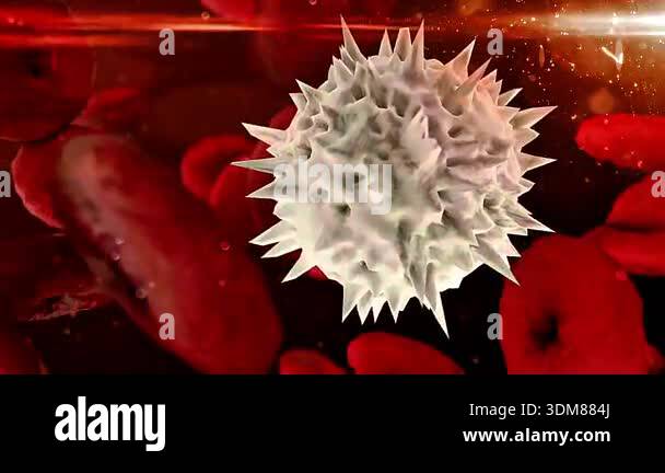 3d animation of lymphocyte showing nucleus, cytoplasm, receptors and ...