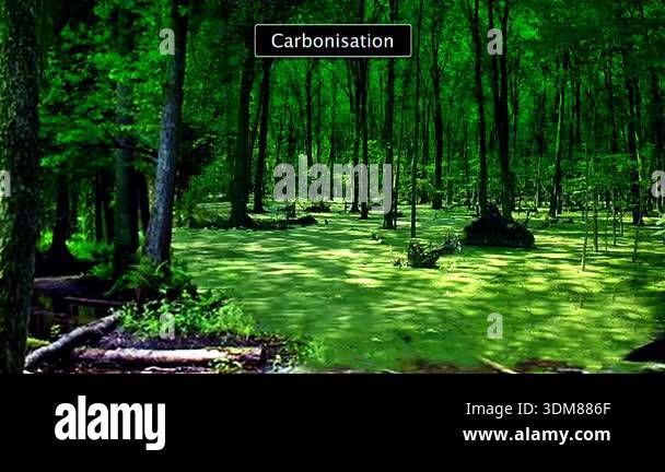 3d animation of carbonisation process showing coal formation from wood ...