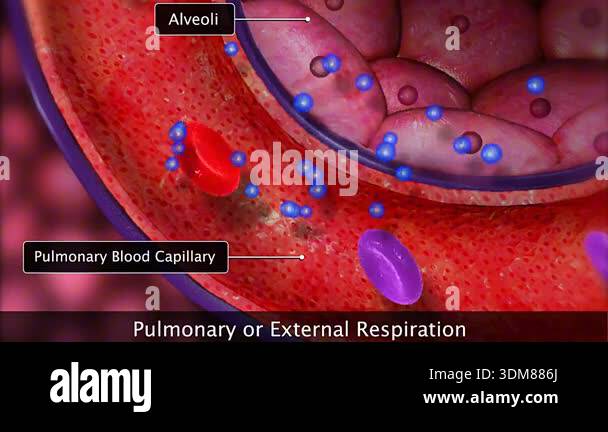 3d animation of external and internal respiration showing gas exchange ...