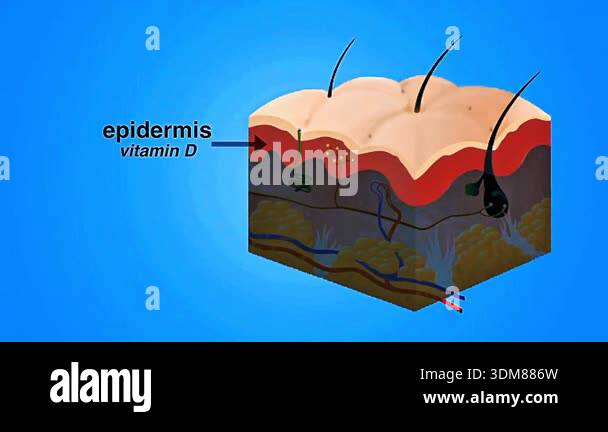 3d animation of epidermis structure showing layers, cells, keratin ...