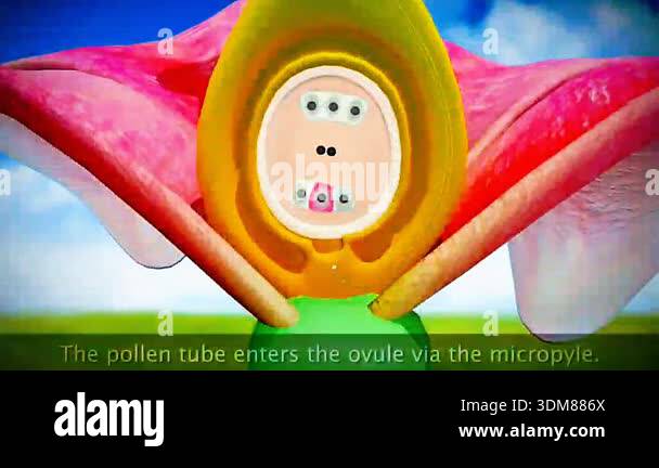 3d animation of fertilisation process in plants showing pollen tube ...