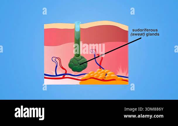 3d animation of sweat glands showing structure, ducts, pores and role ...